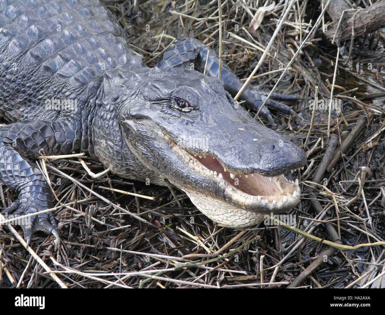 This photo, taken by S. Zenner, captures an alligator in the Everglades ...