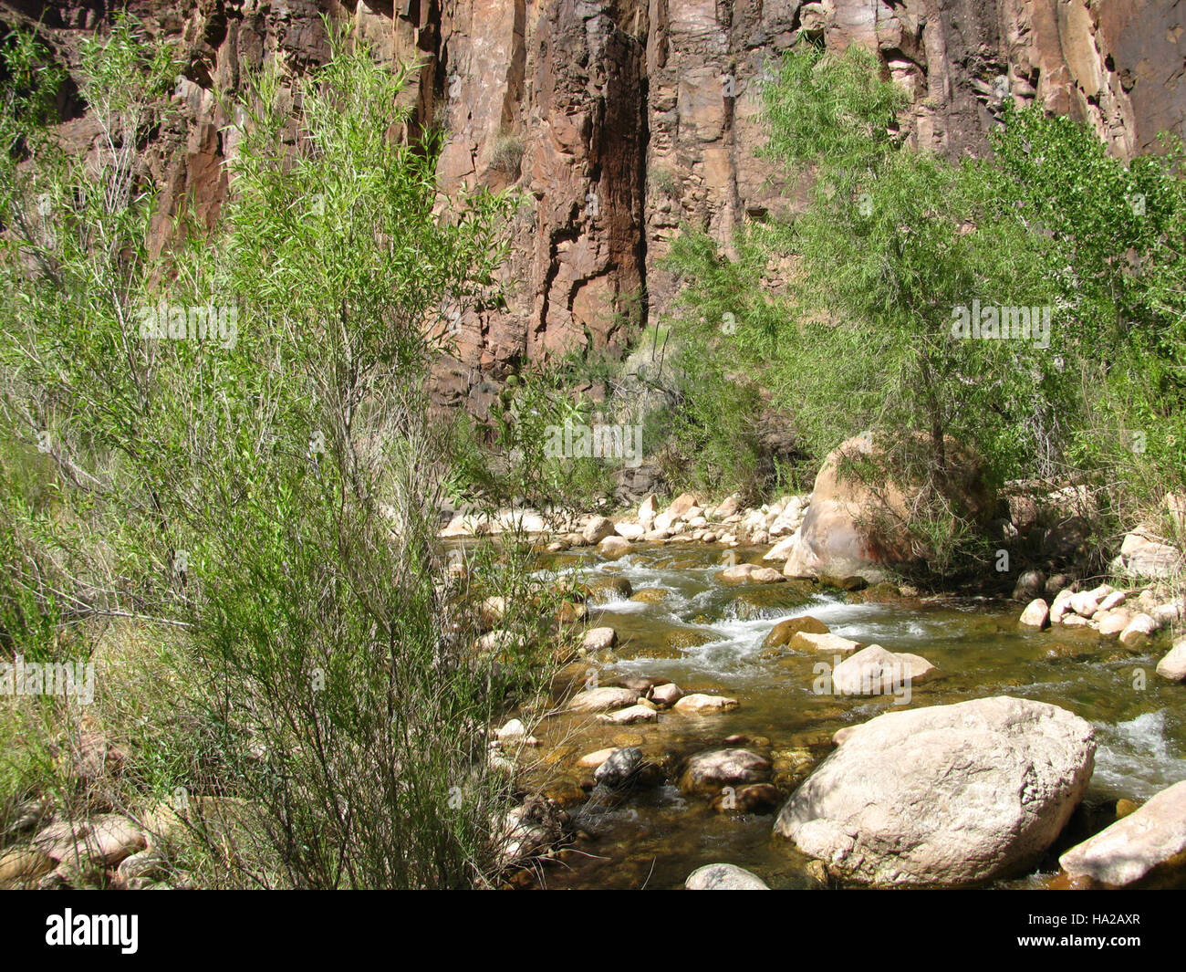 The Grand Canyon National Park is undertaking a project to translocate ...