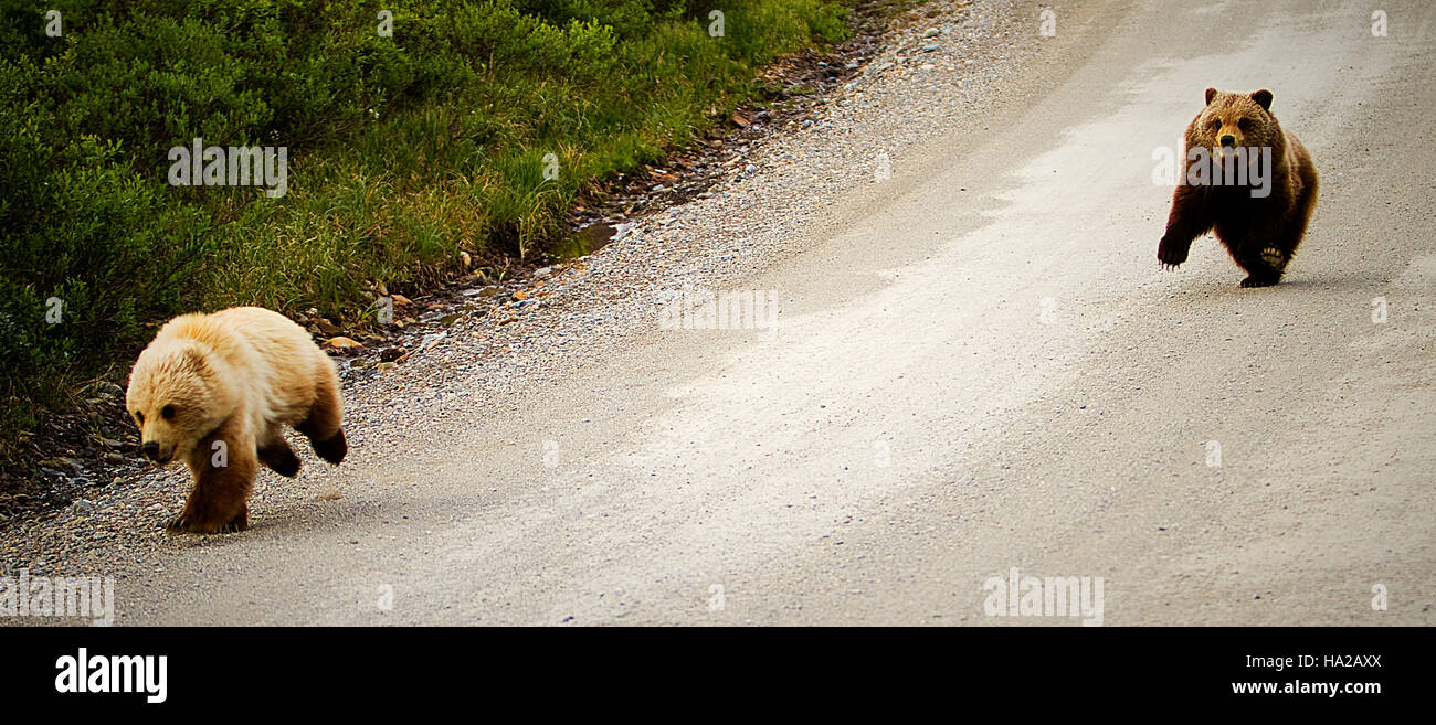 A photograph featuring bear cubs in their natural habitat, captured by ...