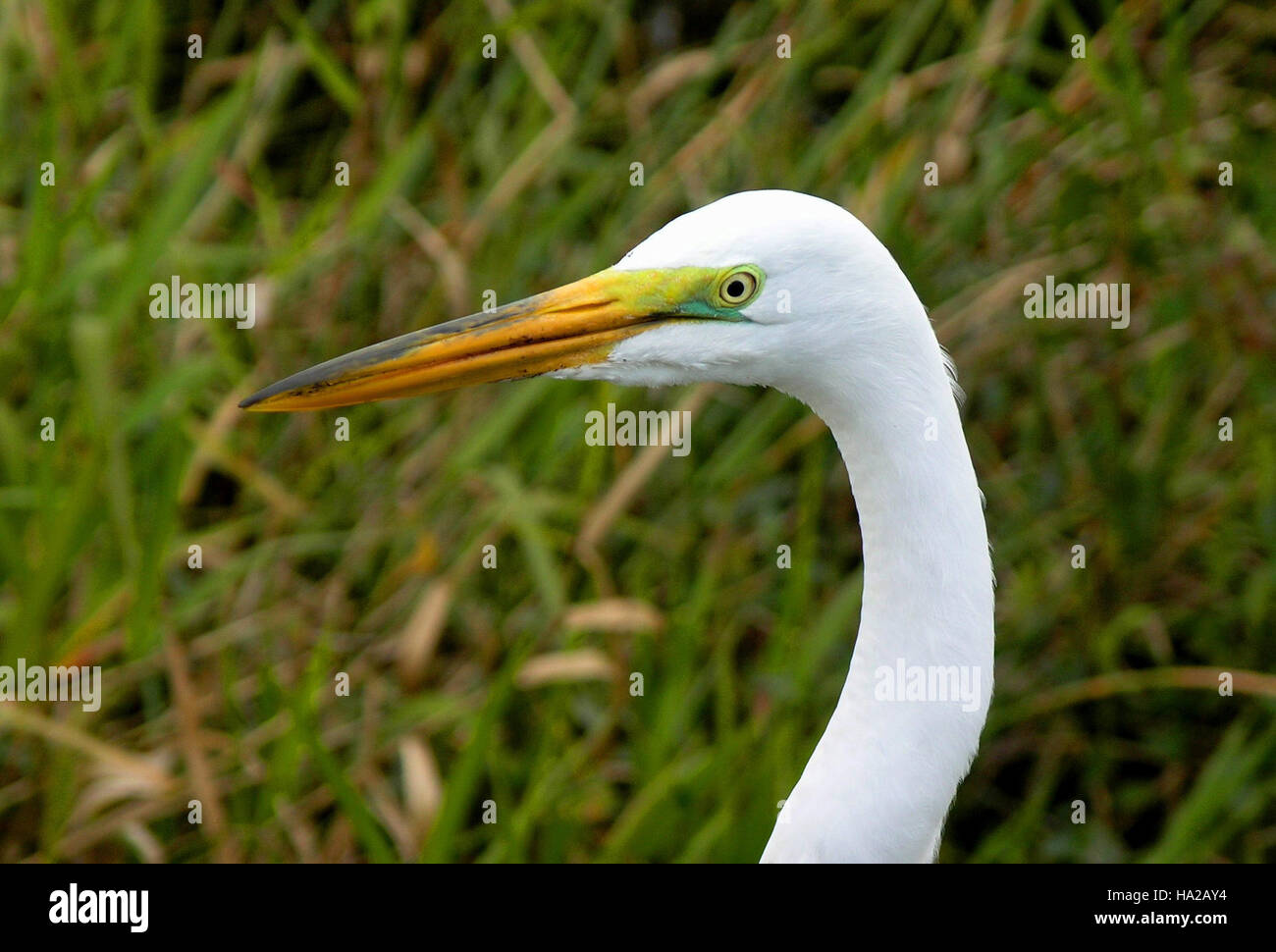 A striking photograph of a Great White Egret captured in the Everglades ...