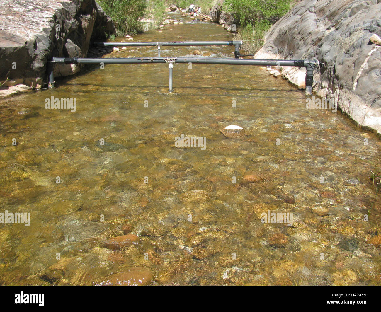 This image depicts the translocation of Humpback Chub fish in Shinumo ...
