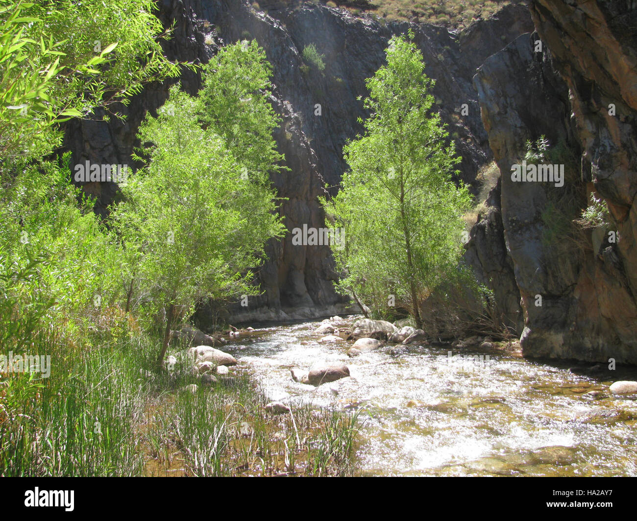 The Grand Canyon's Shinumo Creek hosts a translocation project aimed at ...