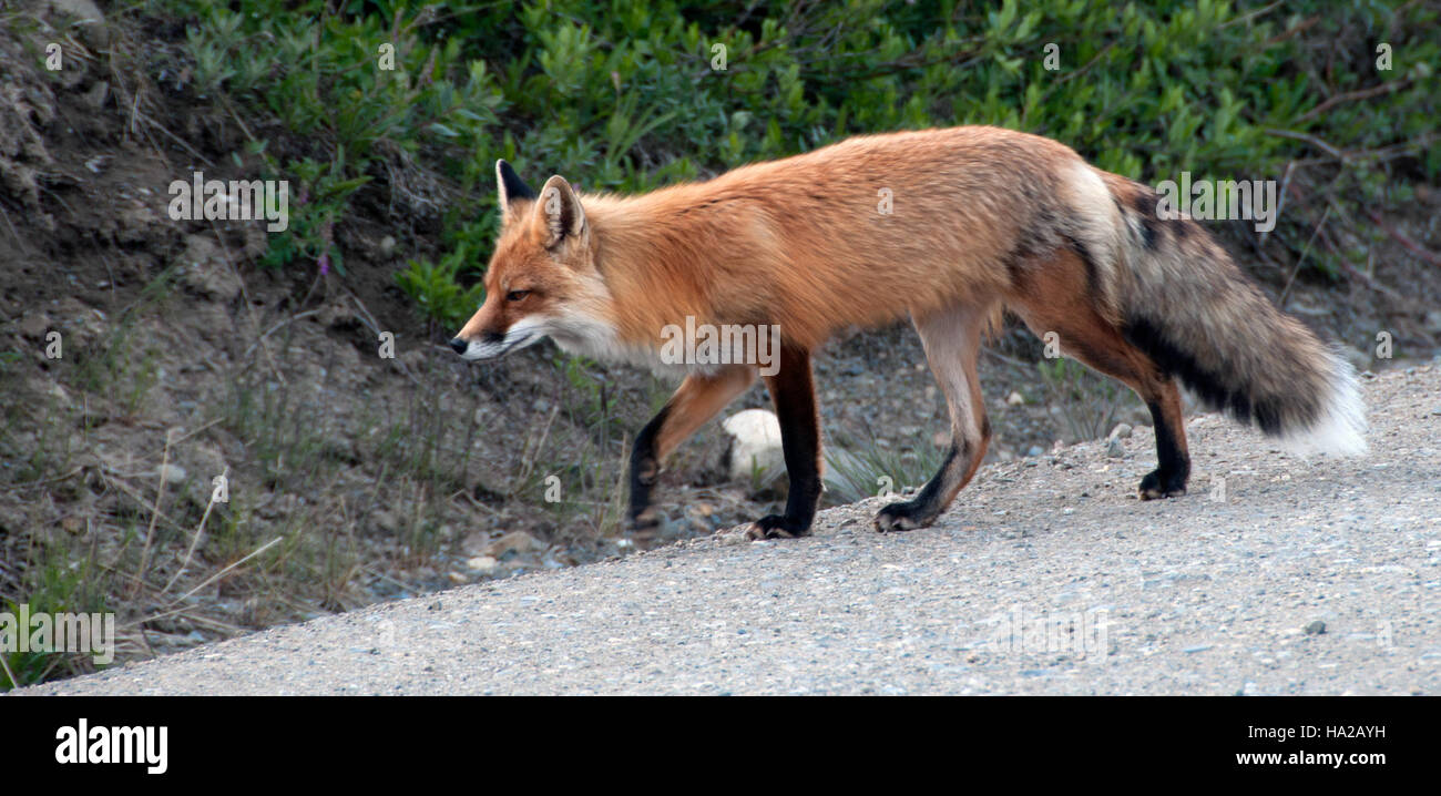 Red fox highly adaptable hi-res stock photography and images - Alamy