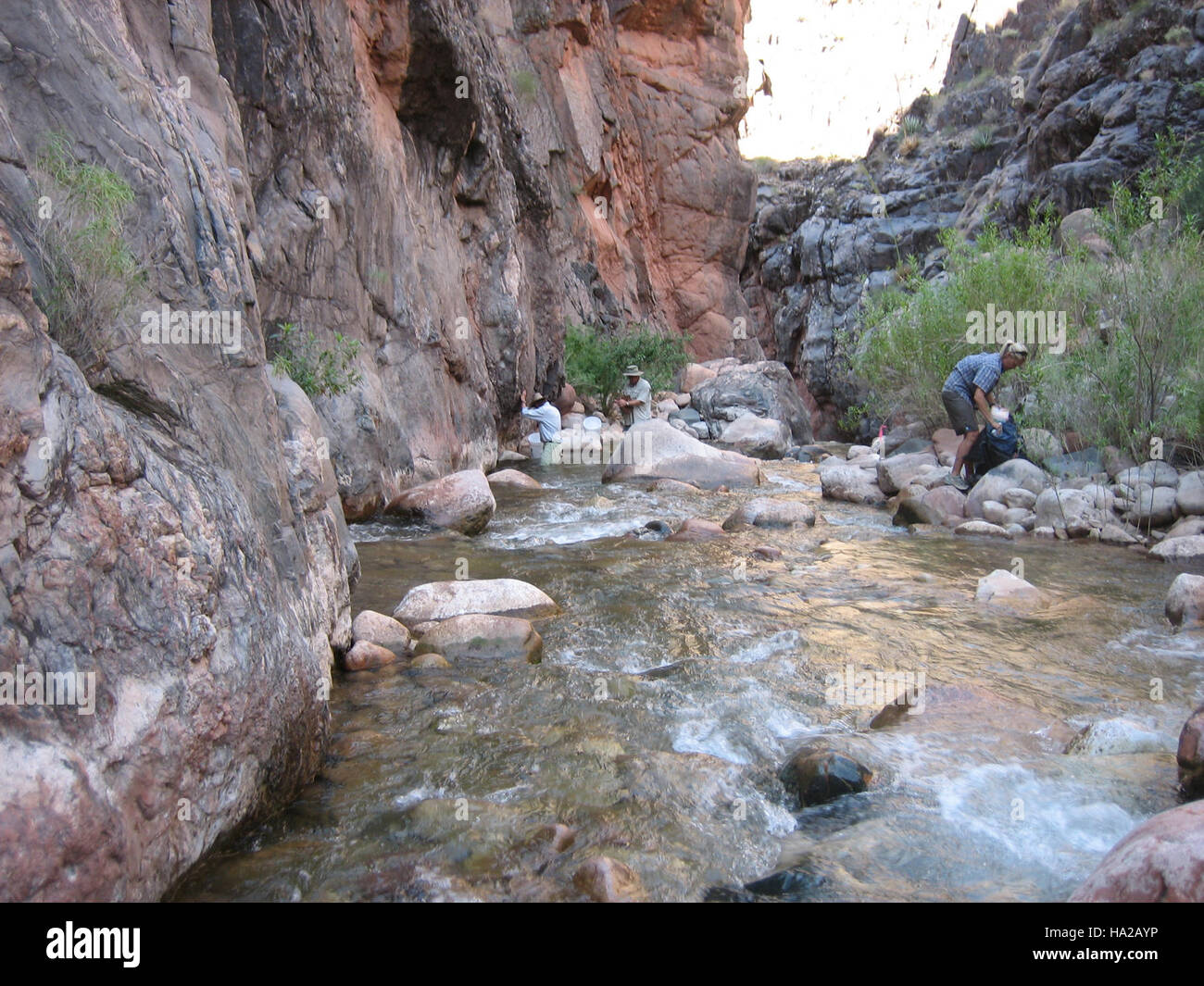 The Grand Canyon National Park's humpback chub translocation project in ...