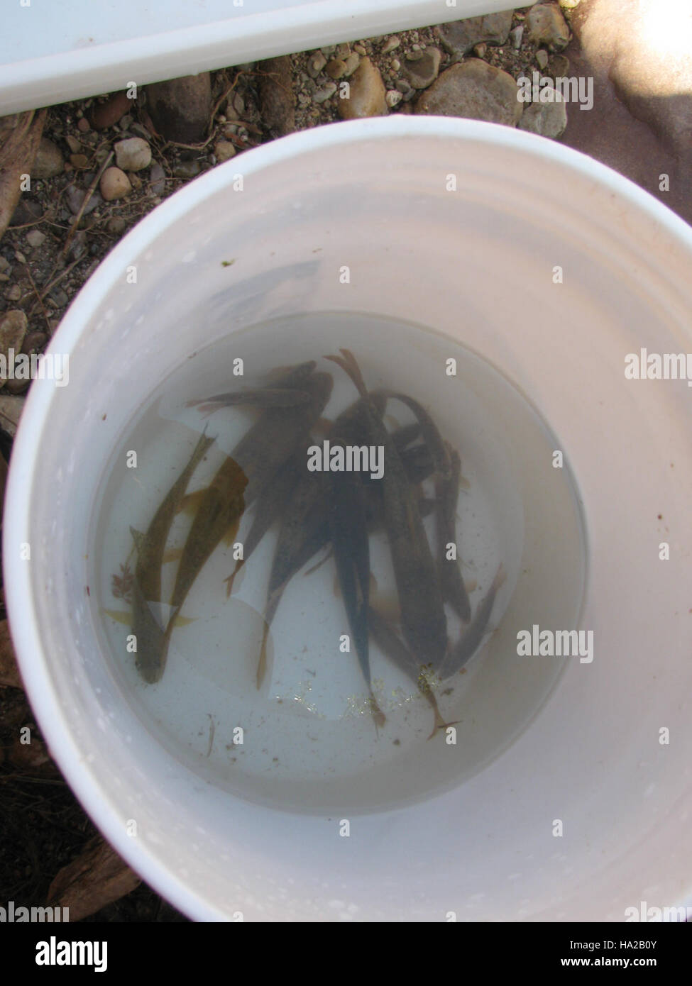 This image documents the translocation of Humpback Chub in Shinumo ...