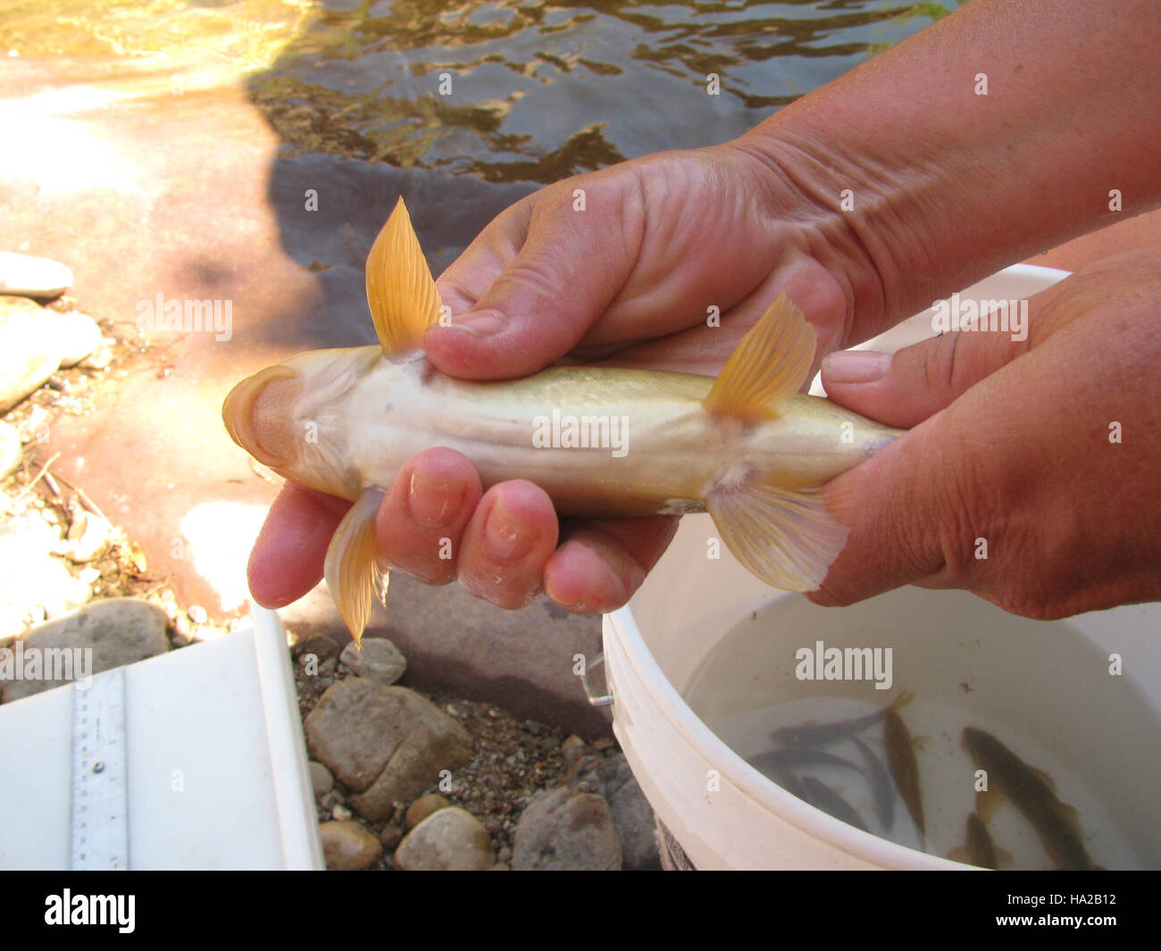 This image shows the successful translocation of the Humpback Chub in ...