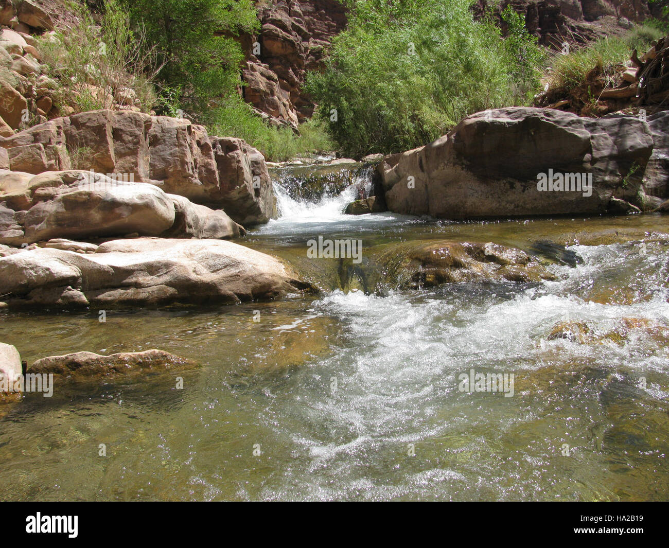 This image documents the translocation of the Humpback Chub, a species ...