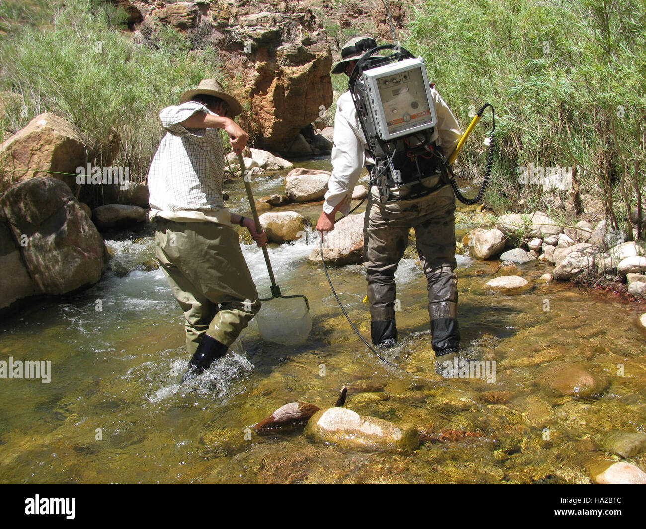 The Grand Canyon National Park undertook the translocation of the ...