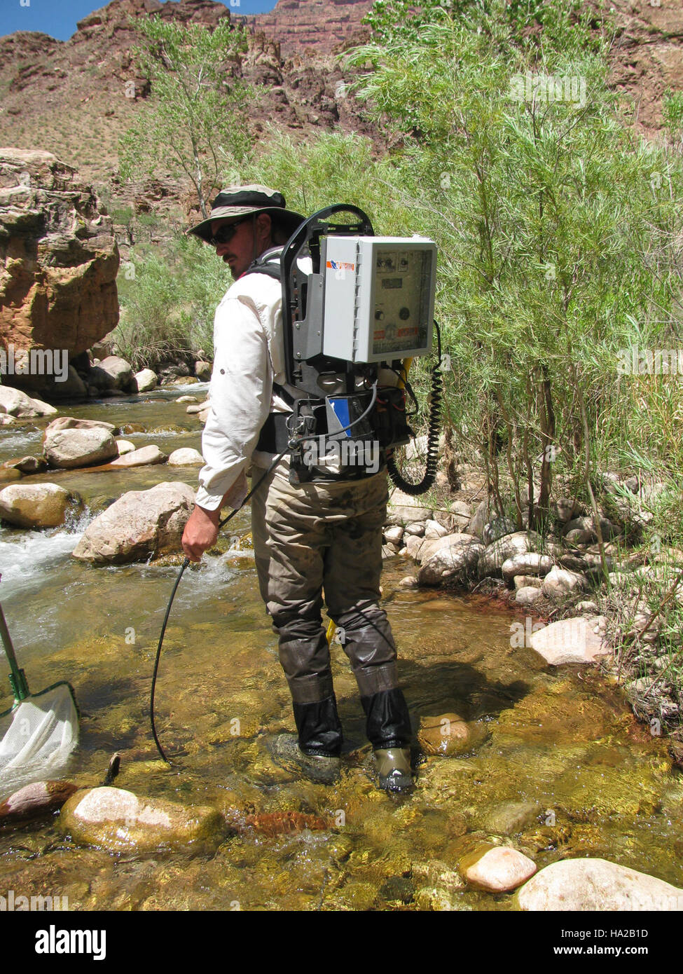 This photo captures the translocation of the Humpback Chub fish from ...