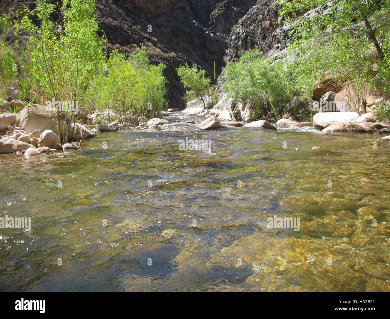 This image depicts the translocation of Humpback Chub fish in Shinumo ...