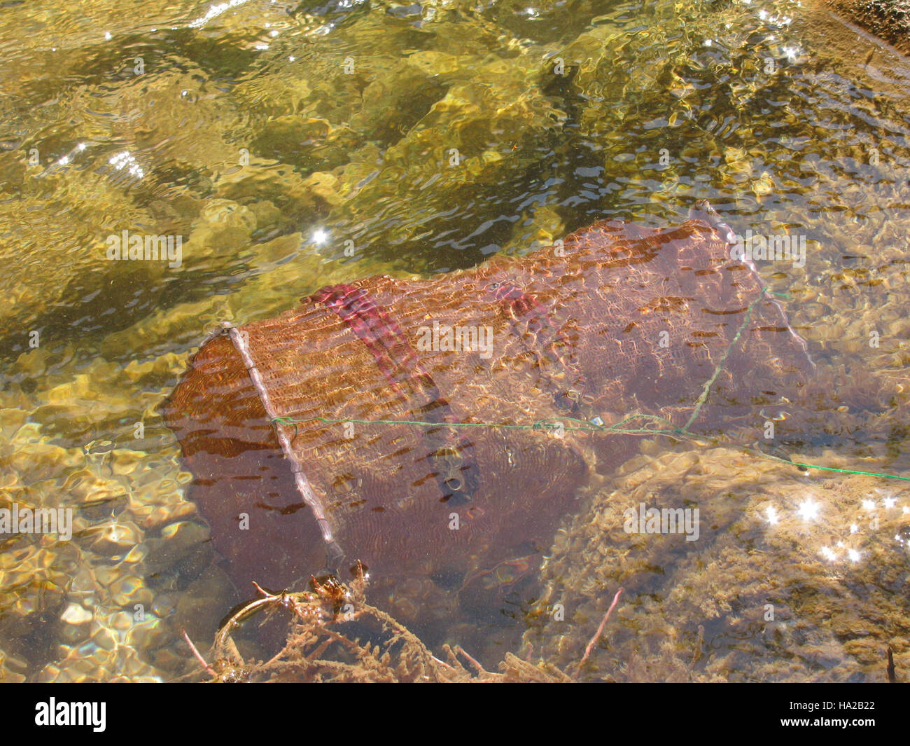 This photograph captures the translocation project for the endangered ...