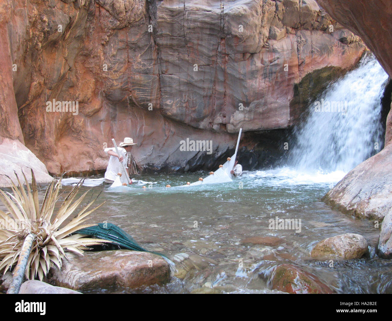 The Grand Canyon National Park is home to the Humpback Chub, a rare ...