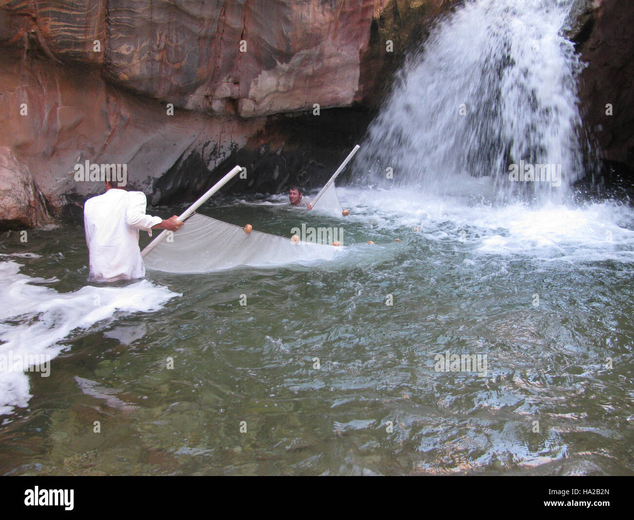 The image captures the translocation of the endangered Humpback Chub to ...
