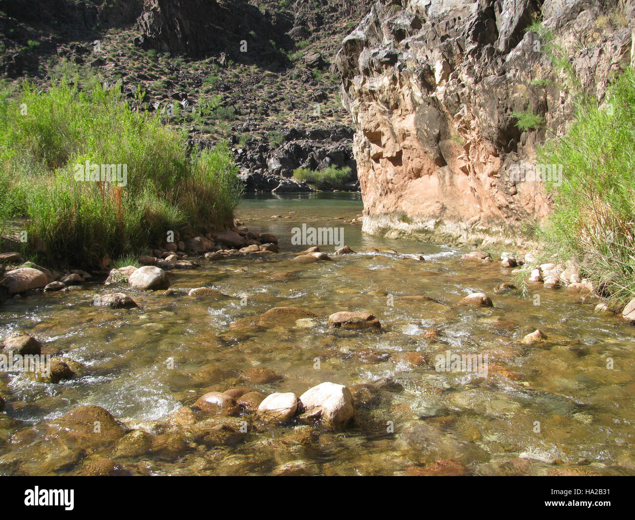 This image depicts the translocation of the Humpback Chub, a native ...