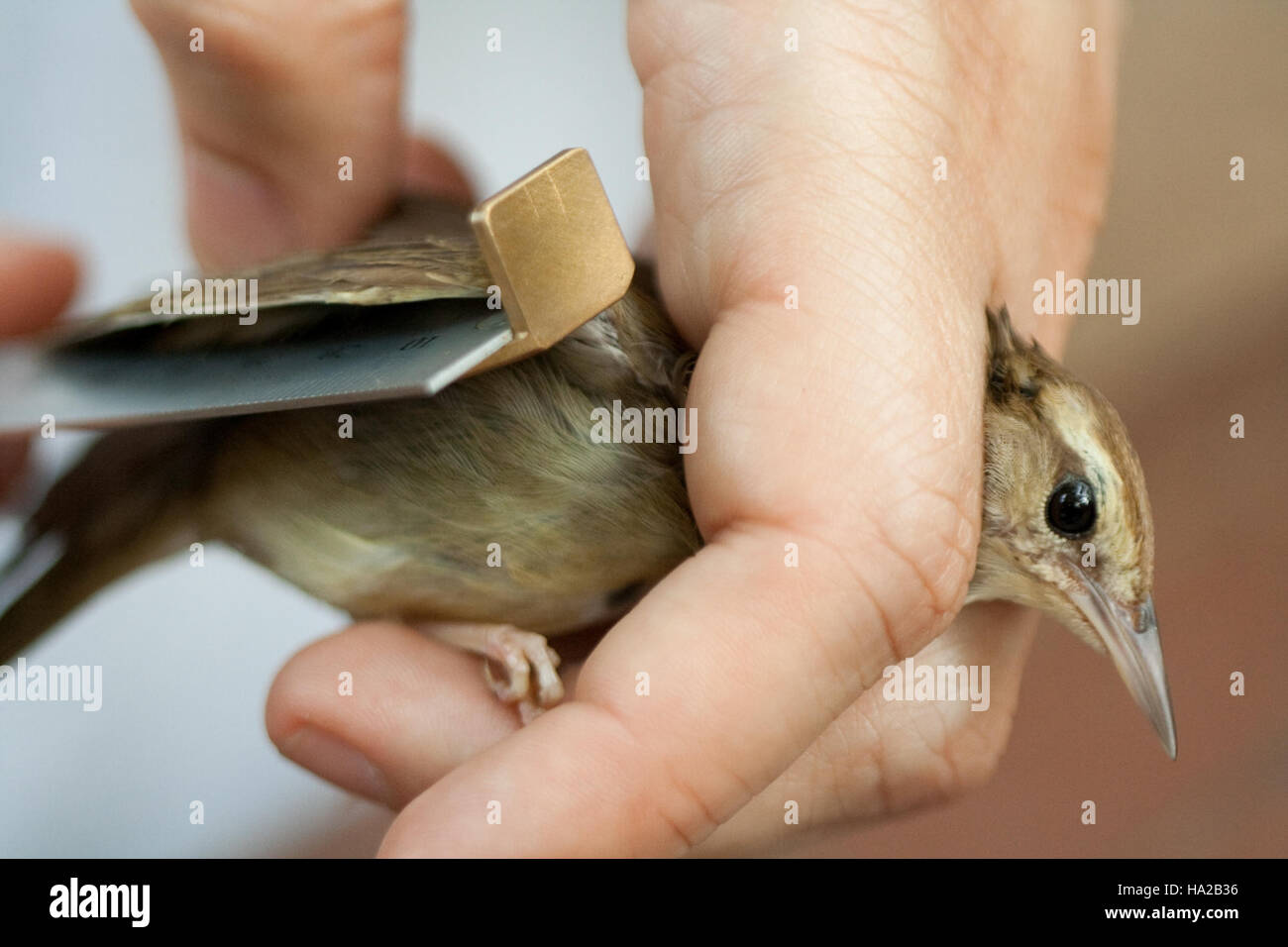 This photograph captures the process of bird banding at Congaree ...