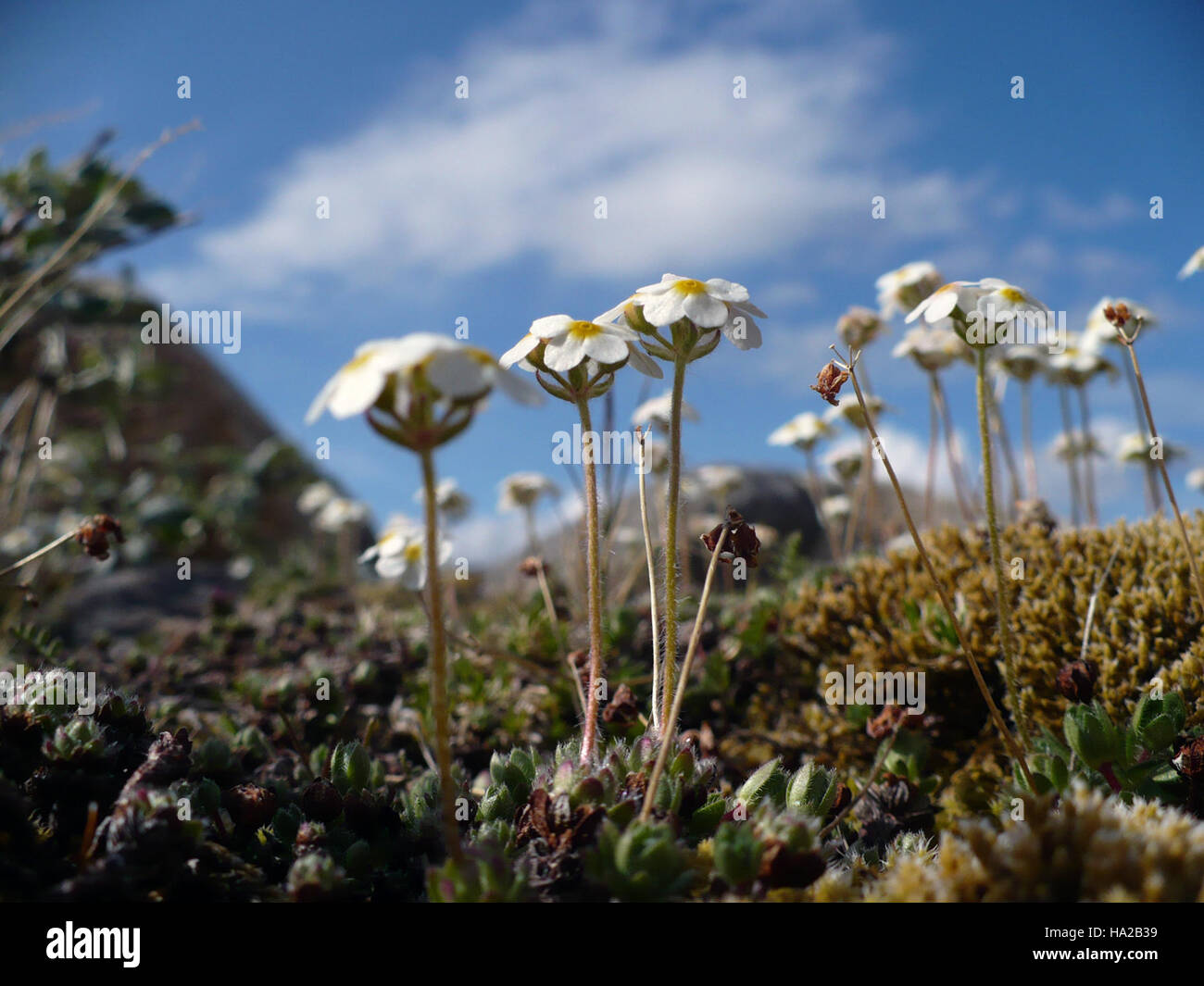 Example bering hi-res stock photography and images - Alamy