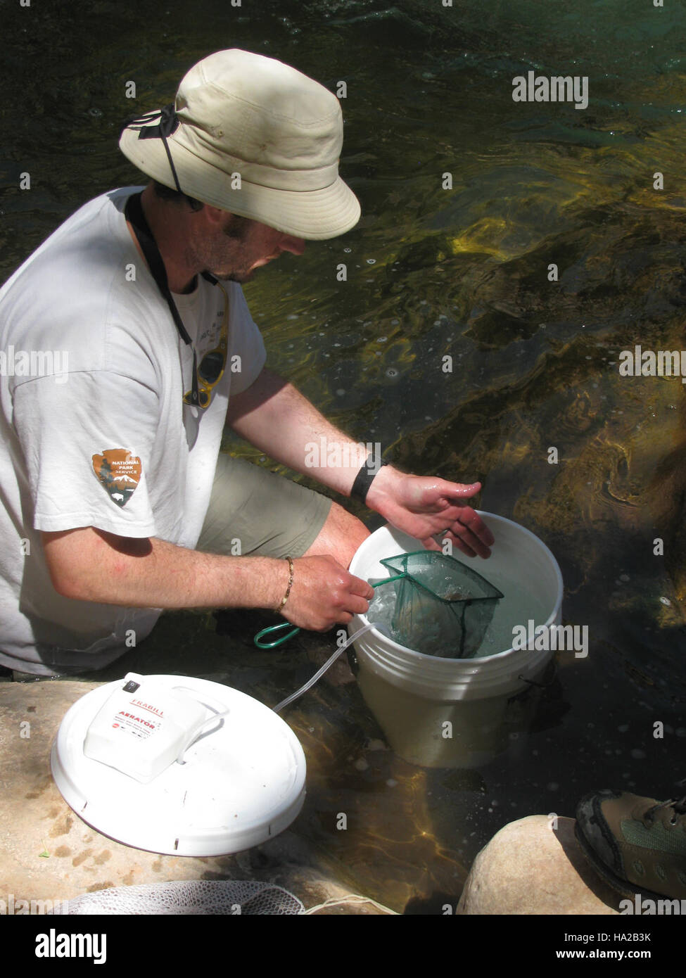 This image showcases the translocation of Humpback Chub fish in Shinumo ...