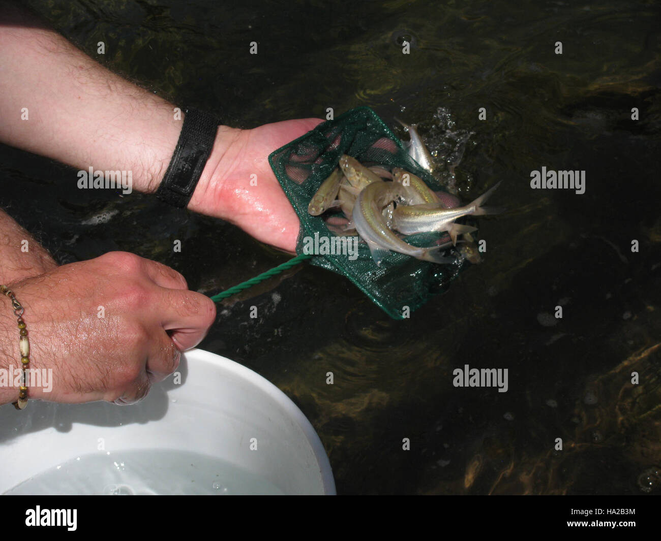 This image documents the translocation of the Humpback Chub in Shinumo ...