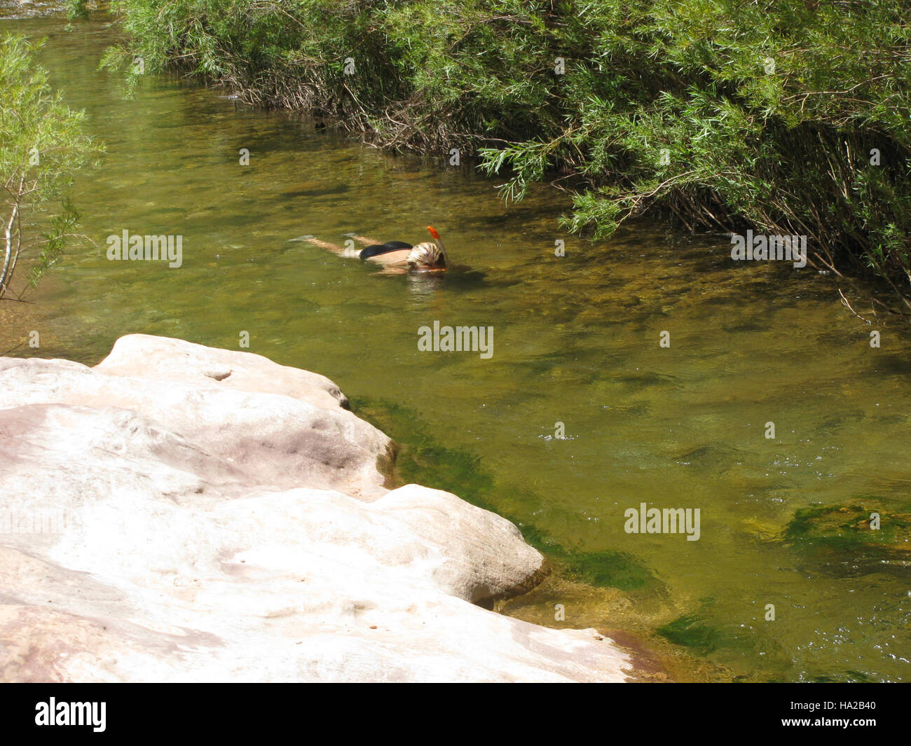 This image captures the Grand Canyon Humpback Chub translocation ...