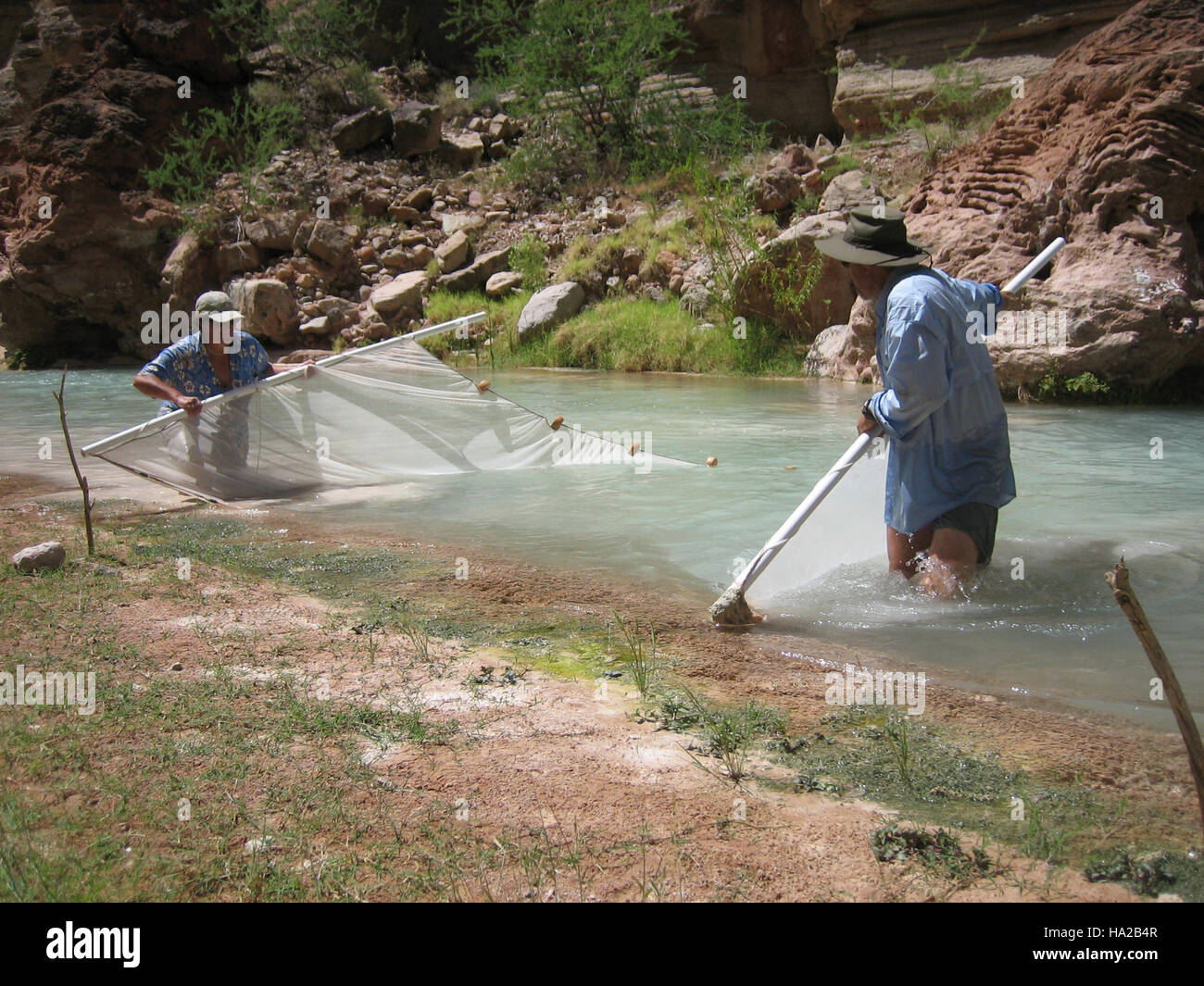 The Humpback Chub translocation project in Shinumo Creek, part of the ...
