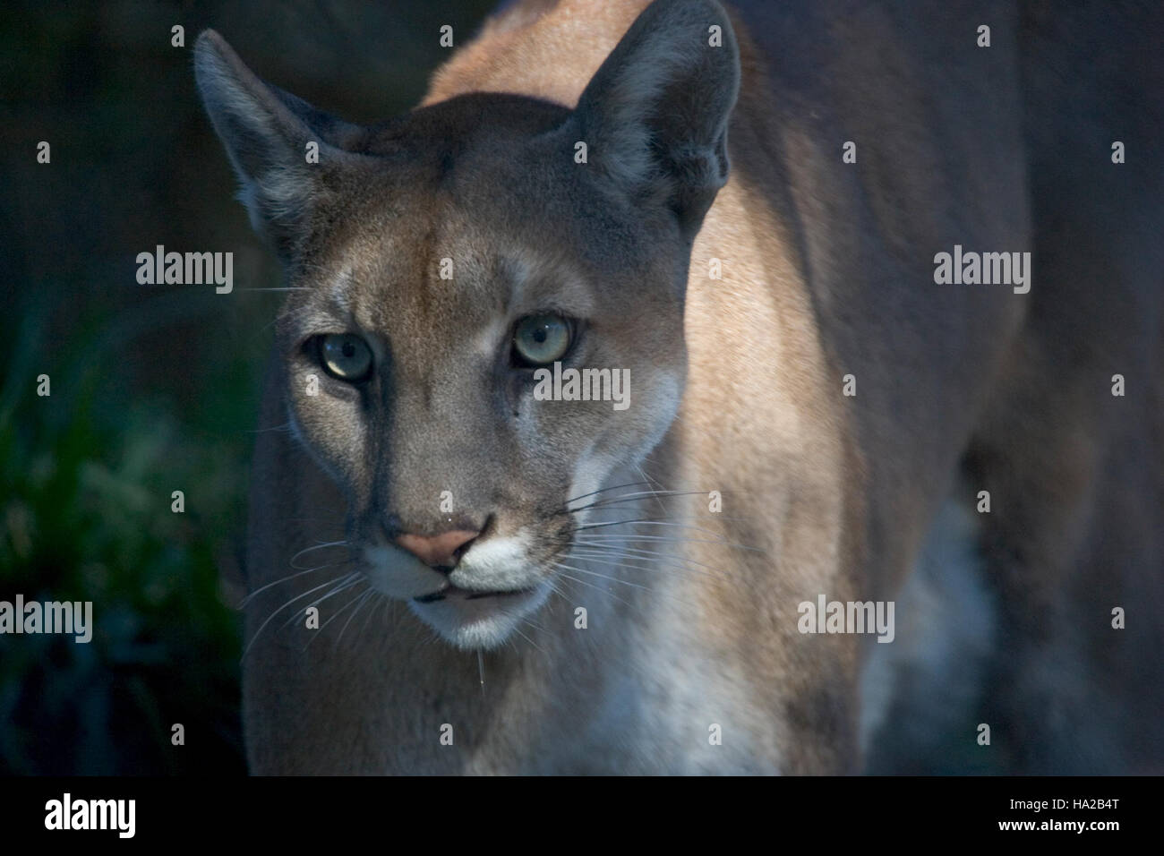 The Florida Panther, a critically endangered species, is photographed ...