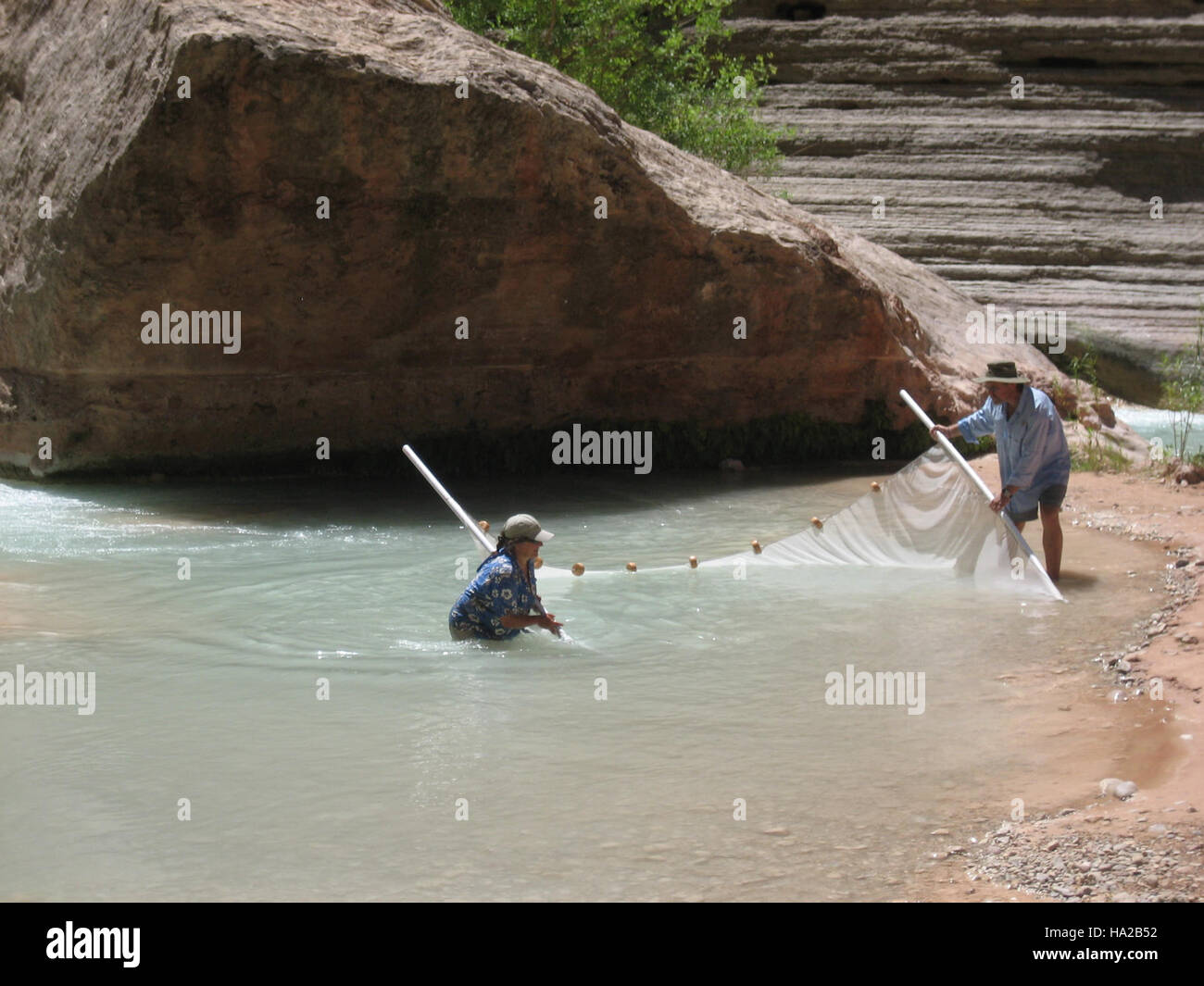 The Grand Canyon Humpback Chub Translocation project aims to relocate ...