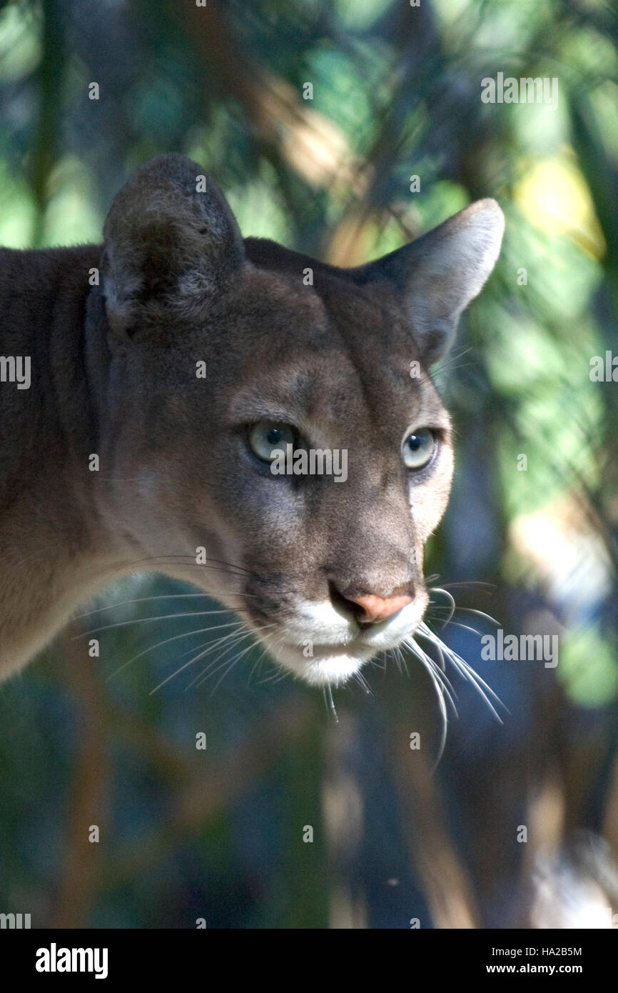 This photograph, taken by Rodney Cammauf, captures a Florida Panther in ...