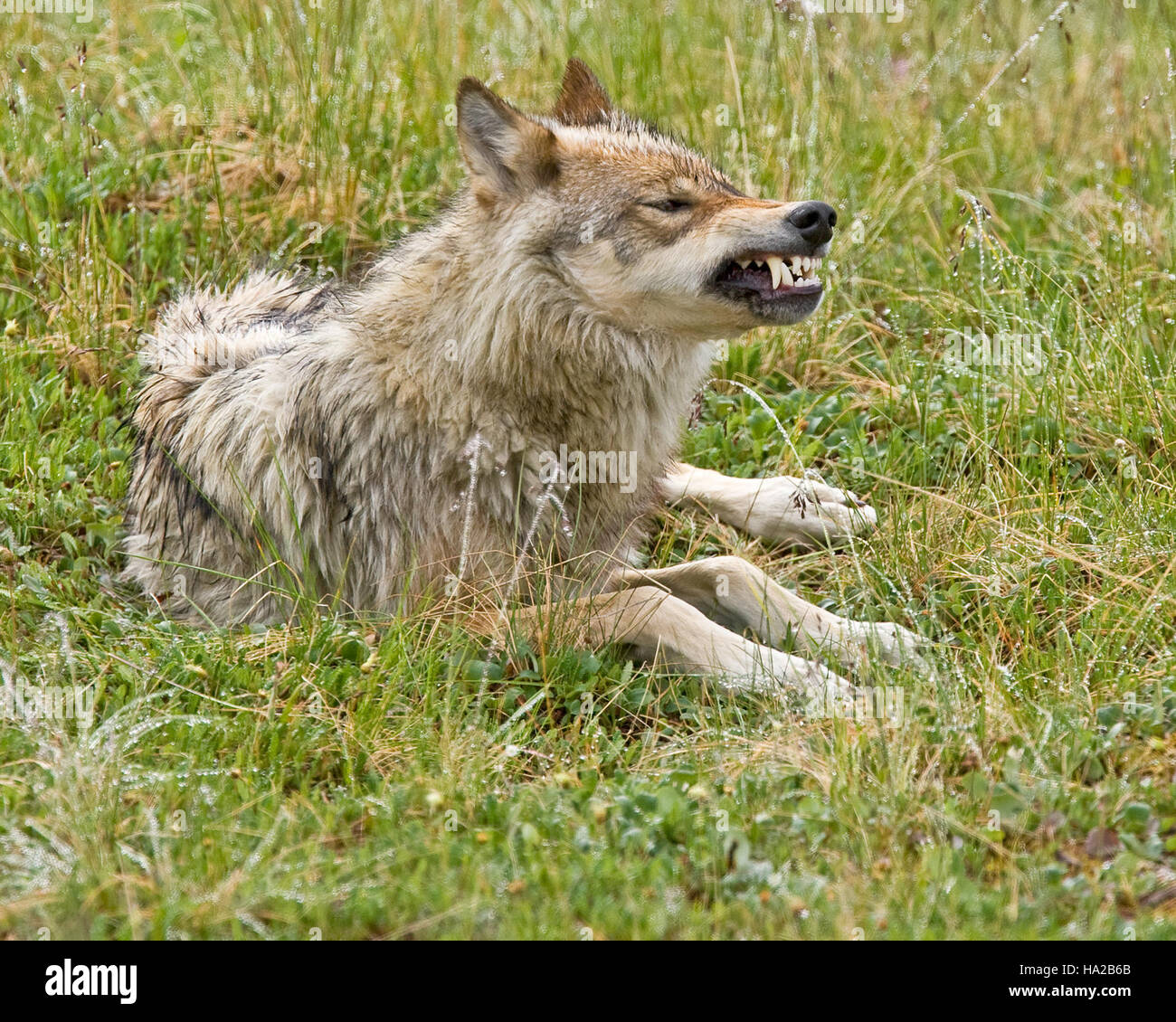 Animal snarling wolf hi-res stock photography and images - Alamy
