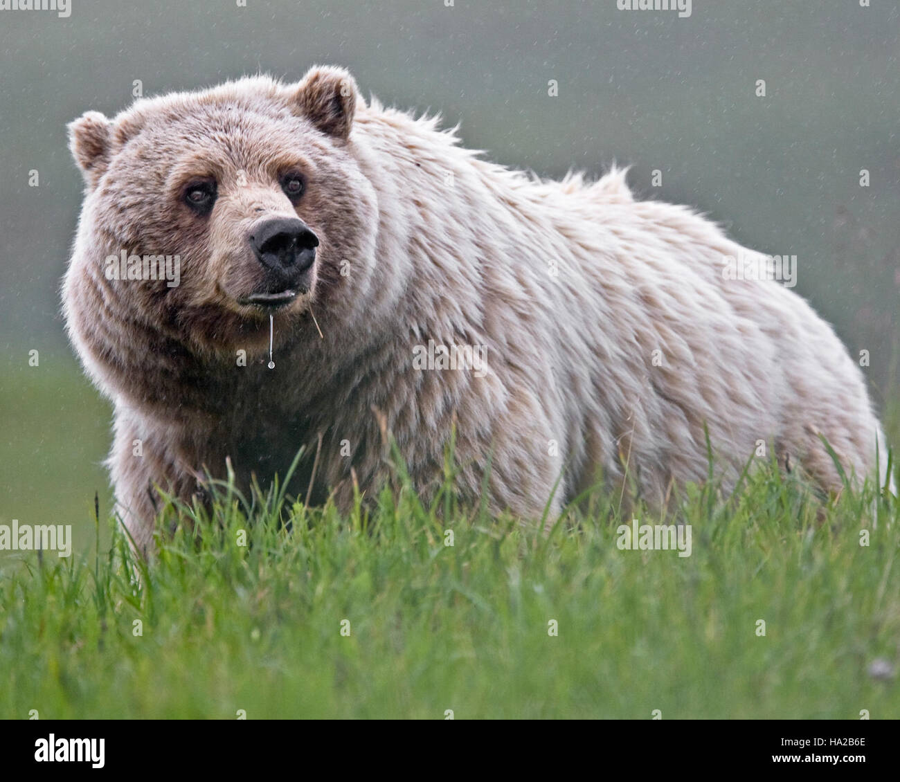 A photograph showing a Grizzly bear in Denali National Park, captured ...