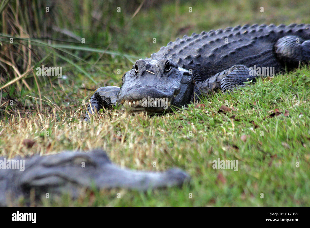 An alligator in the Everglades National Park, captured in this ...