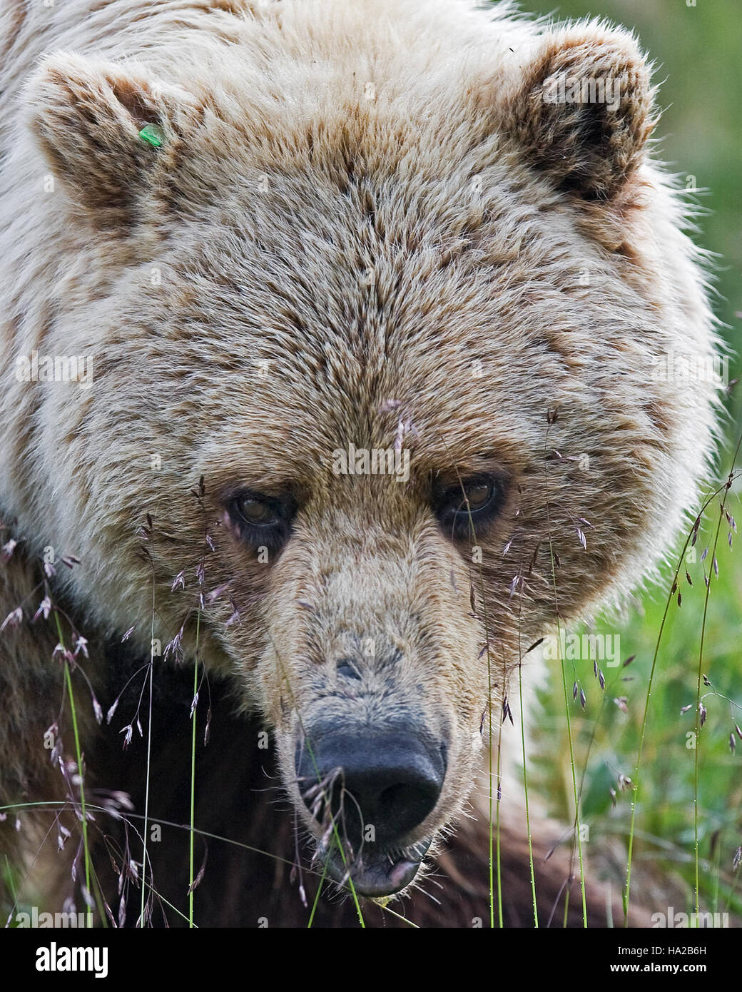 Bear Head, a prominent peak in Denali National Park, located in Alaska ...