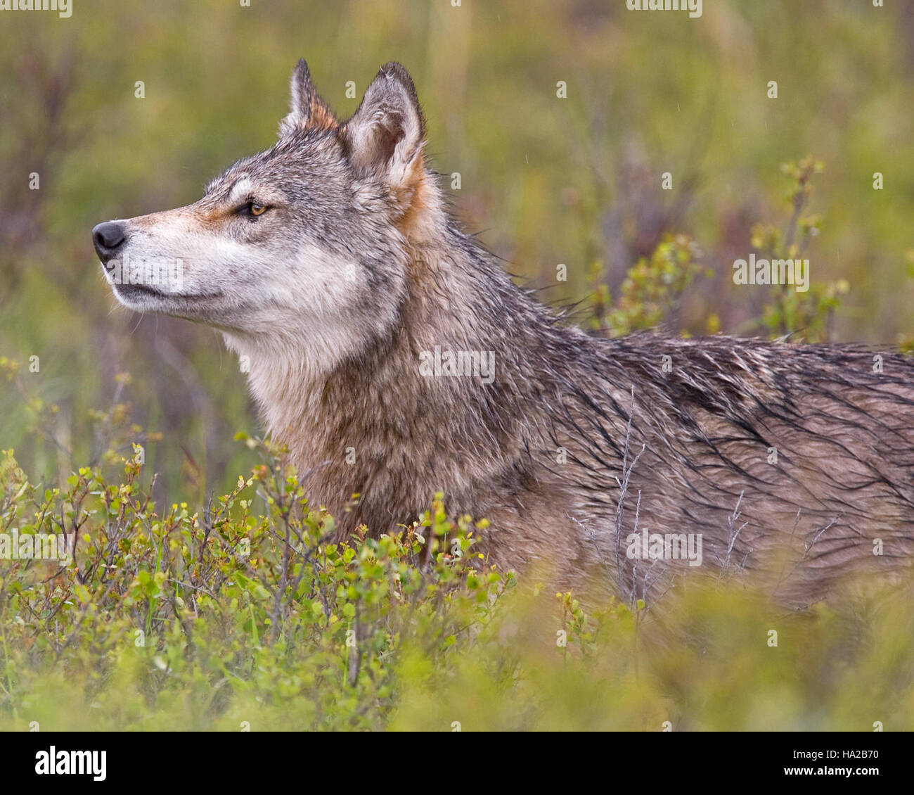This photograph captures a profile of a wolf in Denali National Park ...