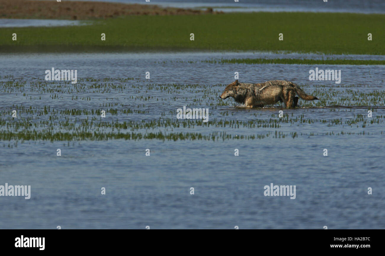 Nps photo wolves hi-res stock photography and images - Alamy