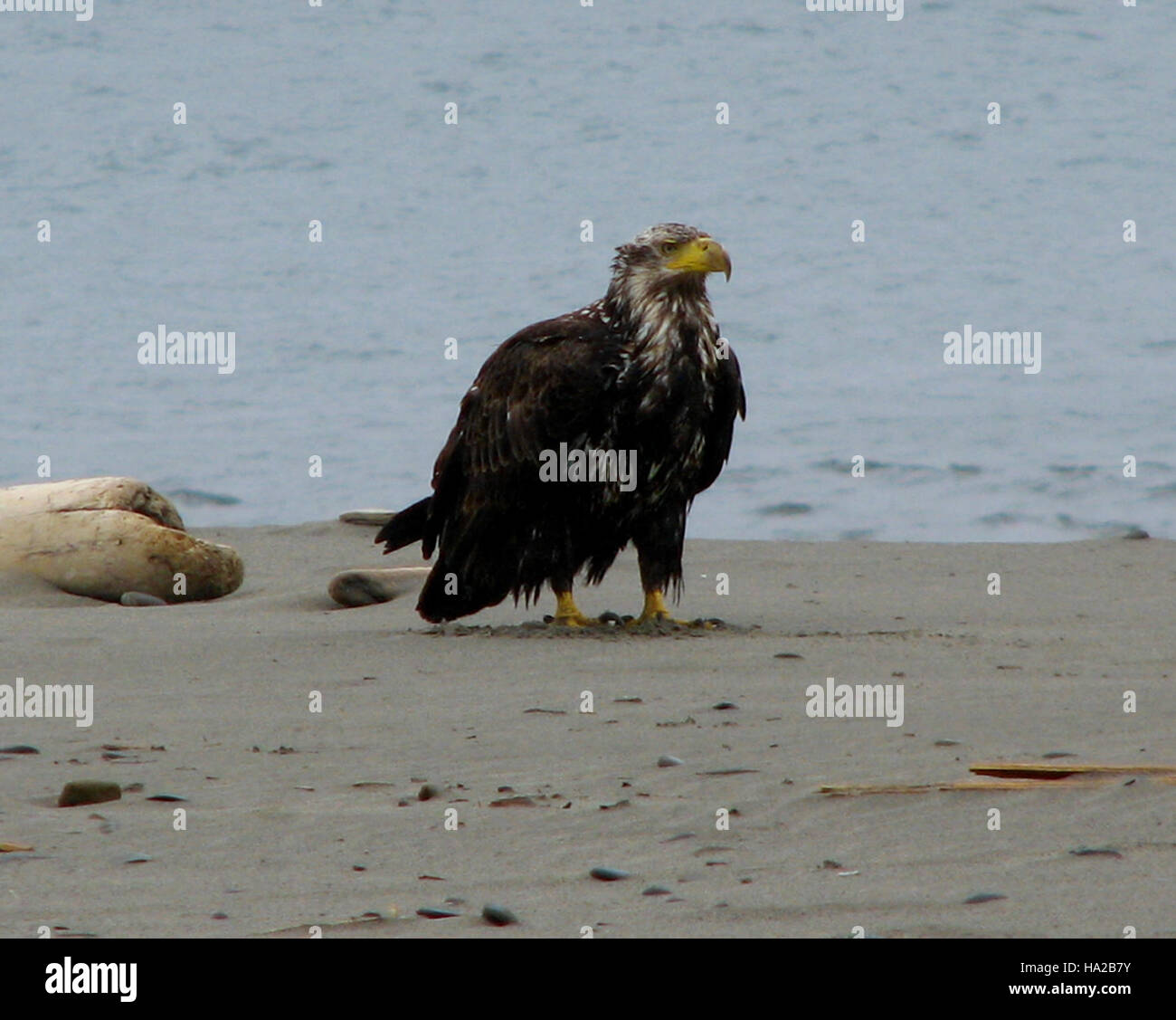 This photograph shows a juvenile bald eagle, a raptor, resting on the ...