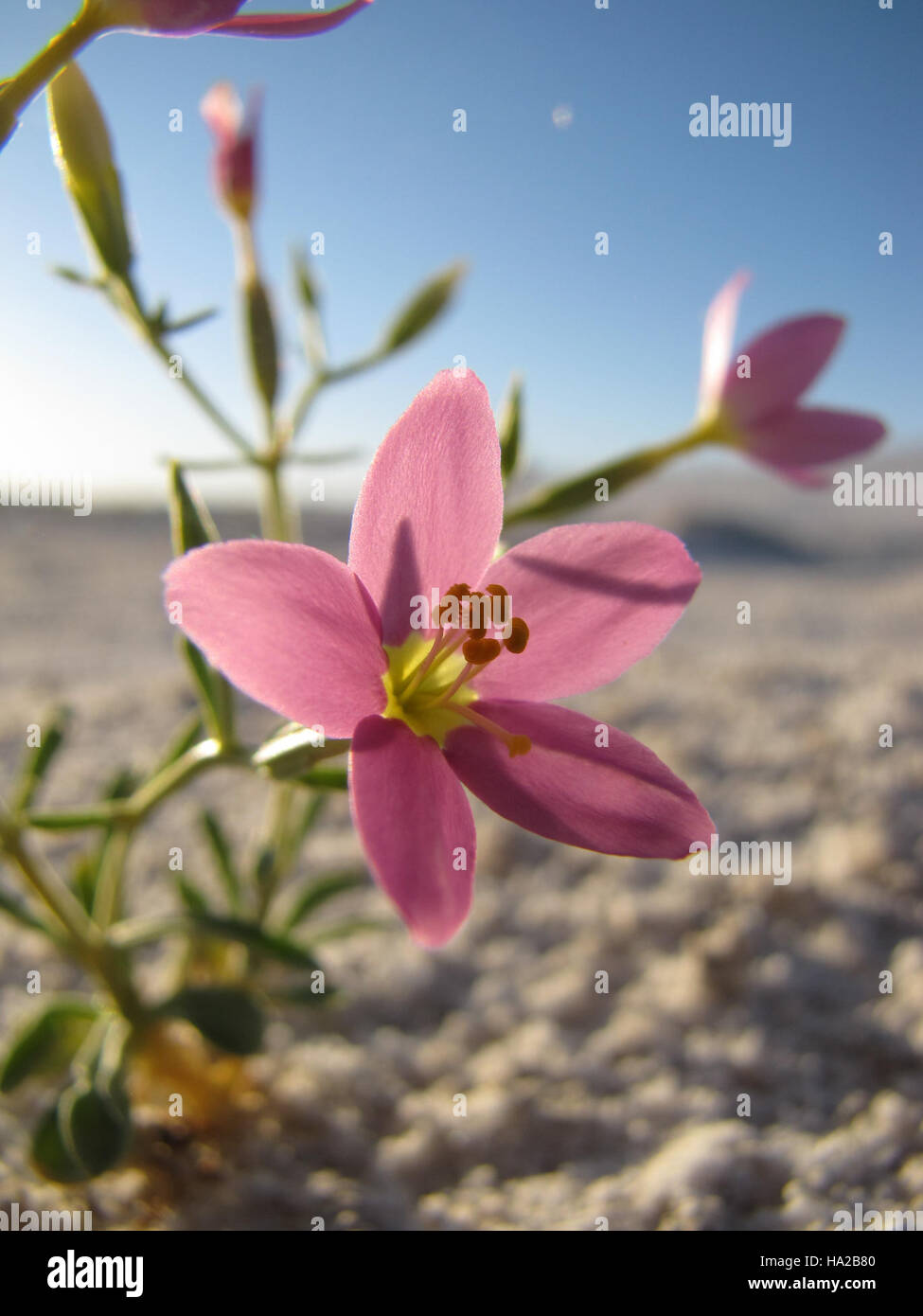 A photograph of Gypsum Centaury, a plant known for its distinctive ...