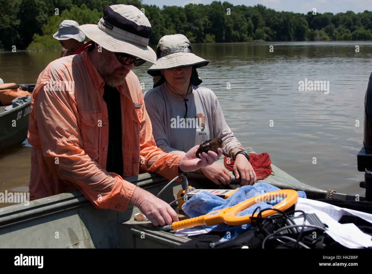 This image showcases freshwater mussels from Congareenps, highlighting ...