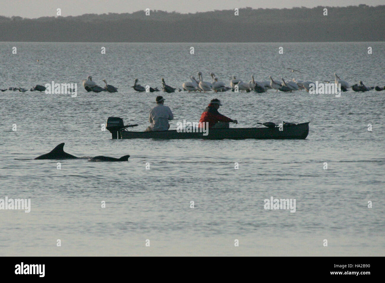 This photograph captures a dolphin swimming in Florida Bay, part of the ...