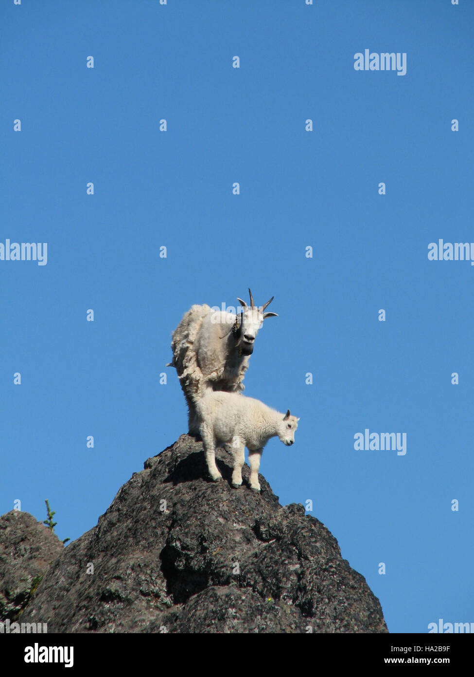 Photograph from the National Park Service showing a goat kid climbing ...