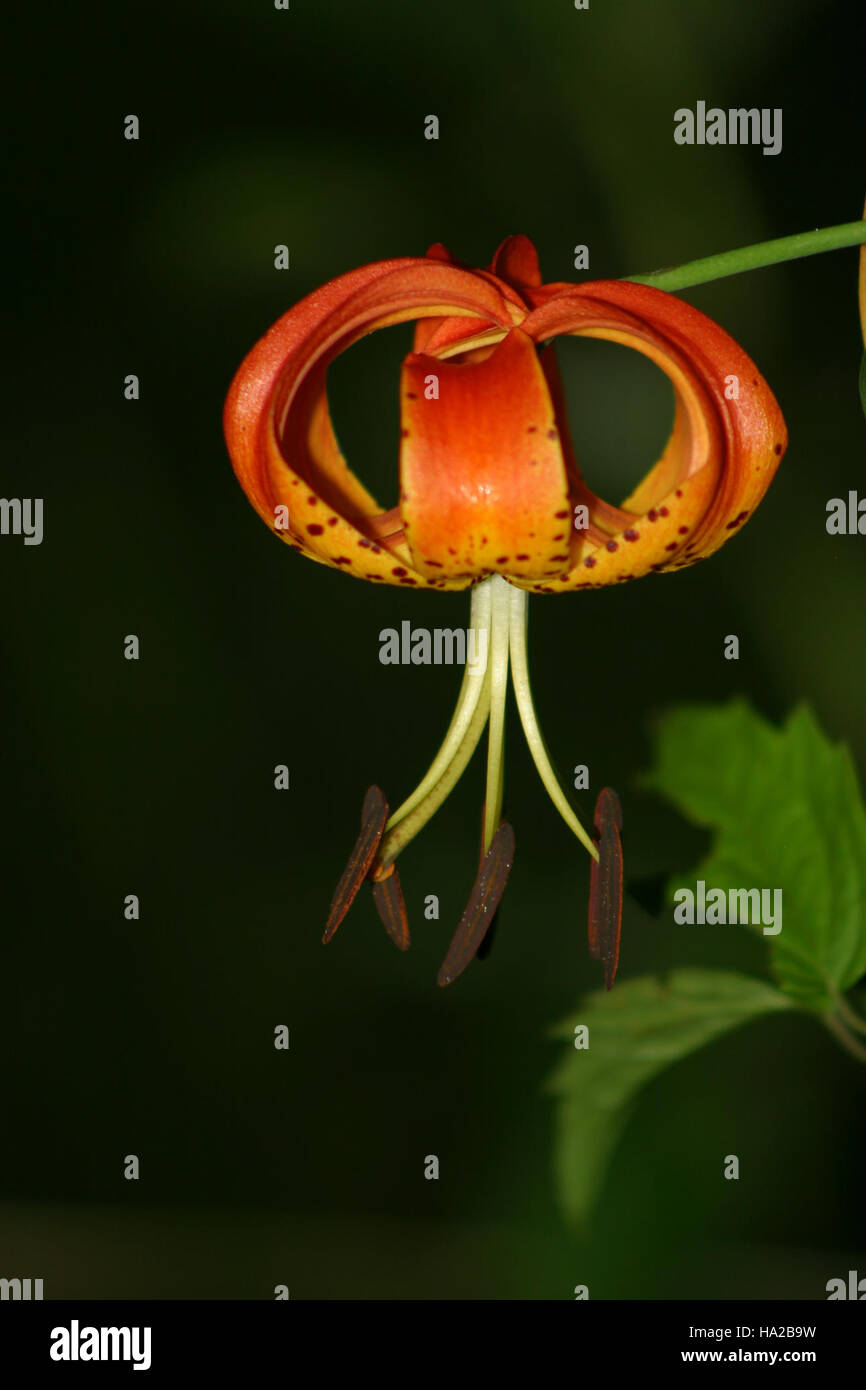 This image features a Turk’s Cap Lily, known for its distinctive curved ...