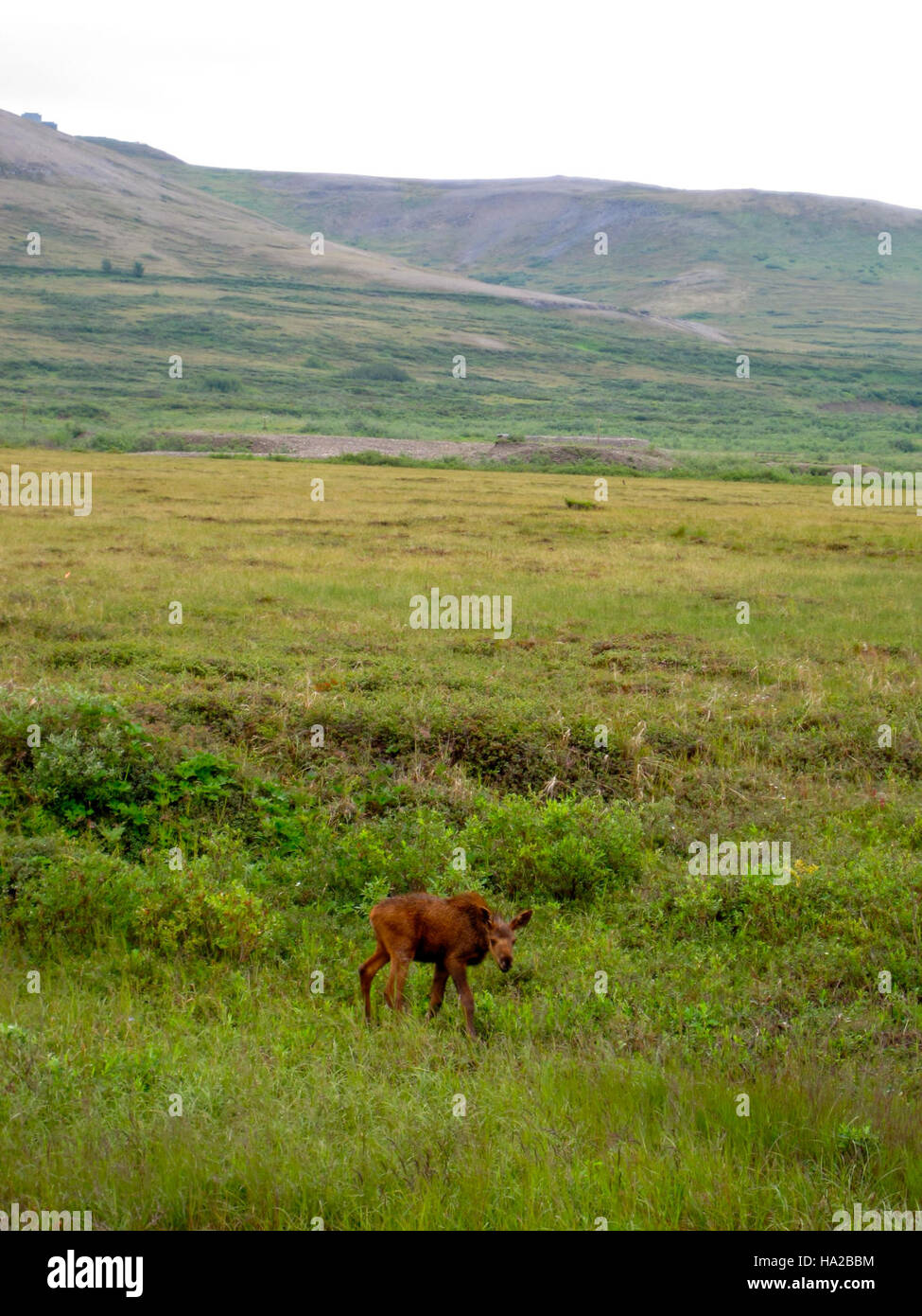 A photograph showing a moose calf near the Bering Land Bridge, an ...