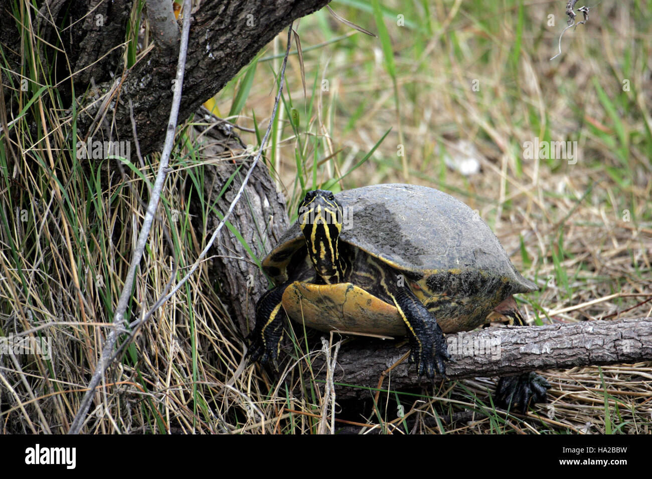 This image captures a Red-Belly Turtle in the Everglades National Park ...