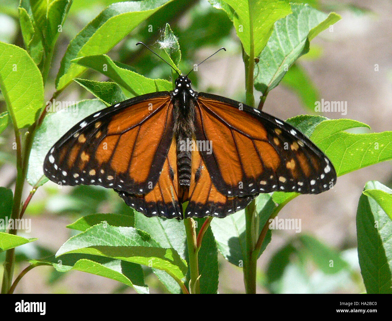 A photograph from Bandelier National Park showing the Monarch butterfly ...