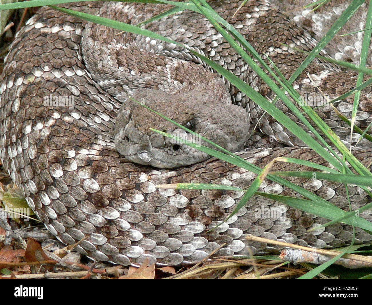 This photograph features a coiled rattlesnake, taken at Bandelier ...