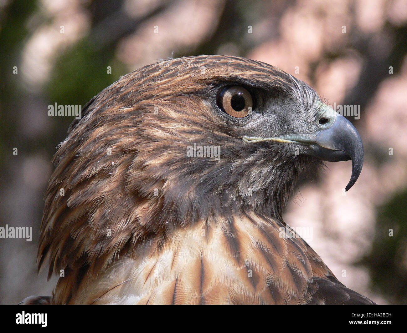Hawk face hi-res stock photography and images - Alamy