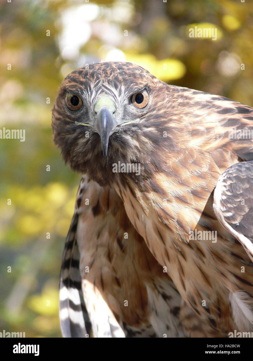 This image features a Red-tailed Hawk, captured in its natural ...