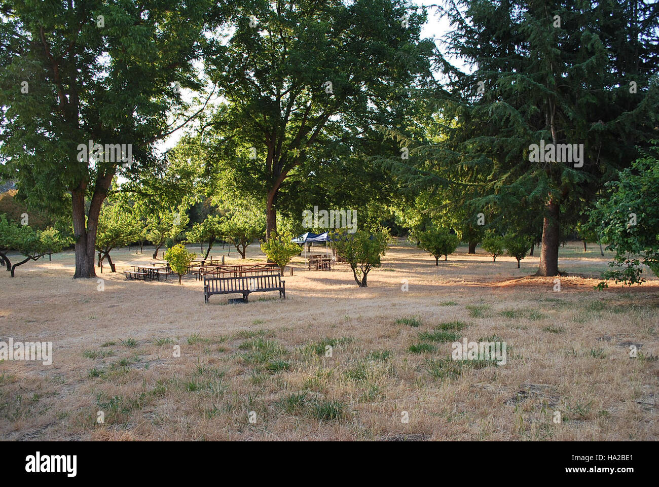 This photograph shows an orchard view, capturing the peaceful, lush ...