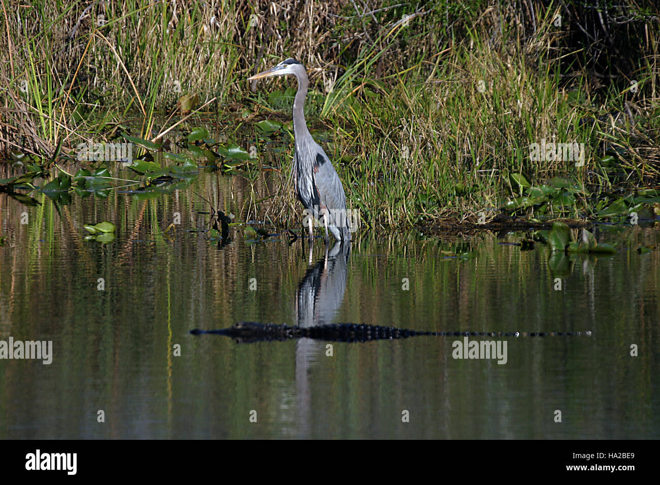 This image from the Everglades National Park, taken by R. Cammauf ...