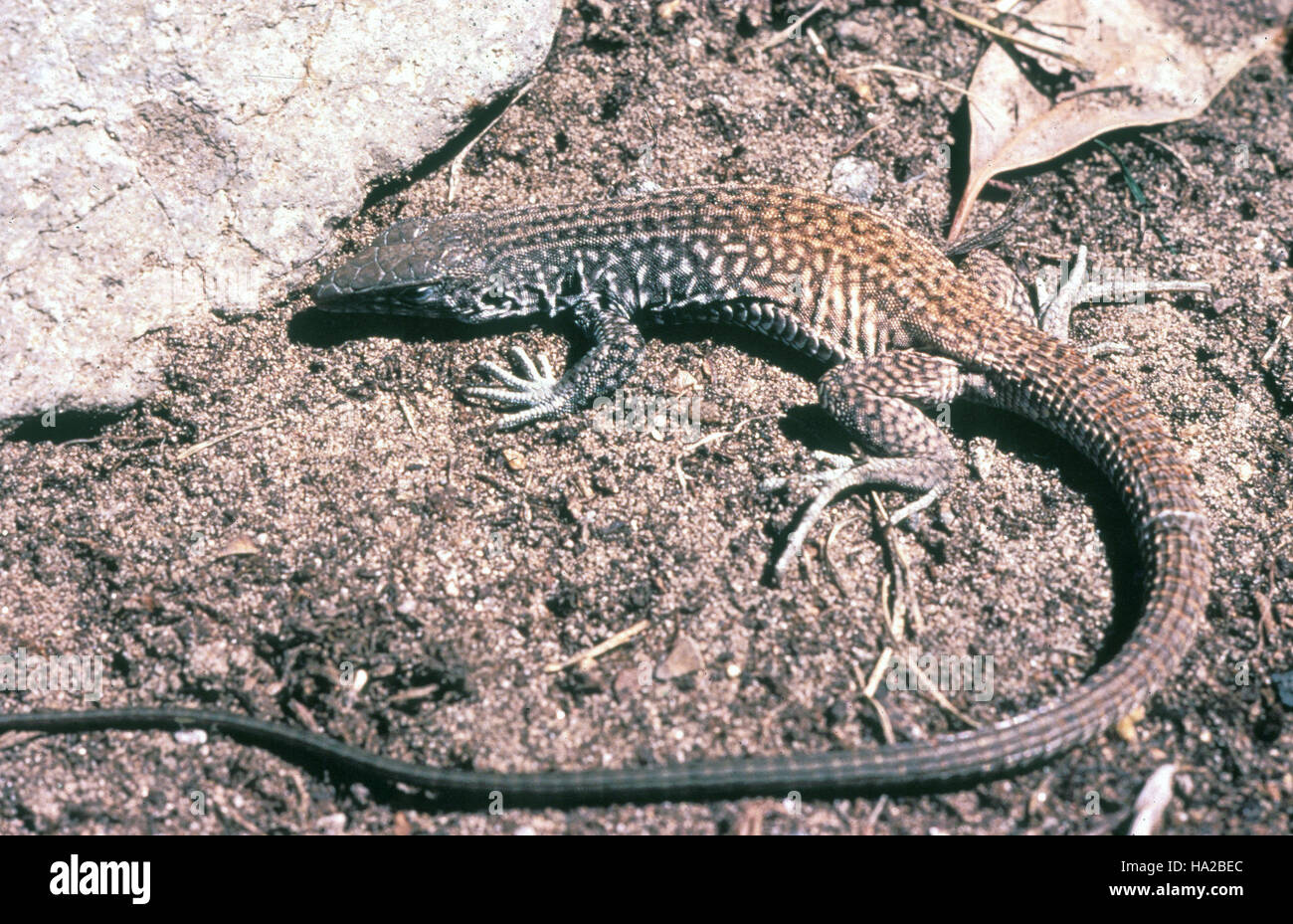 Native reptilian species hi-res stock photography and images - Alamy