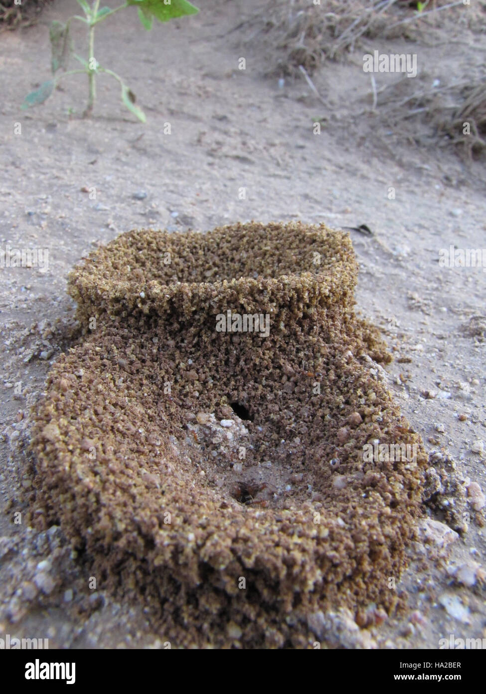 This photograph features an ant colony, showcasing the complex ...
