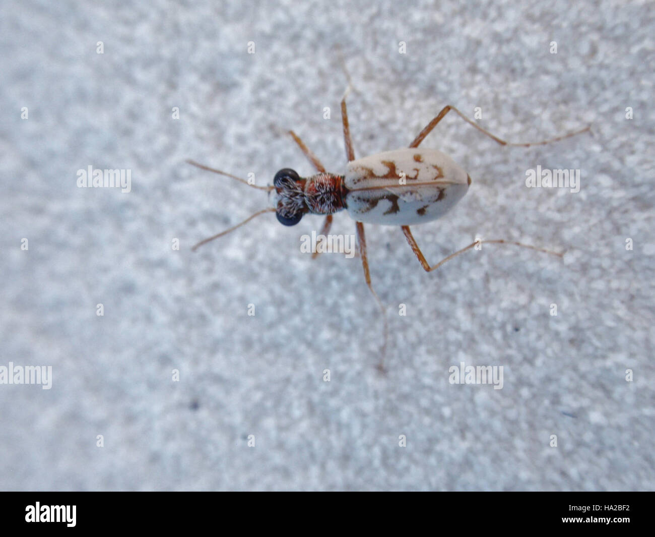 Study of various beetle species hi-res stock photography and images - Alamy